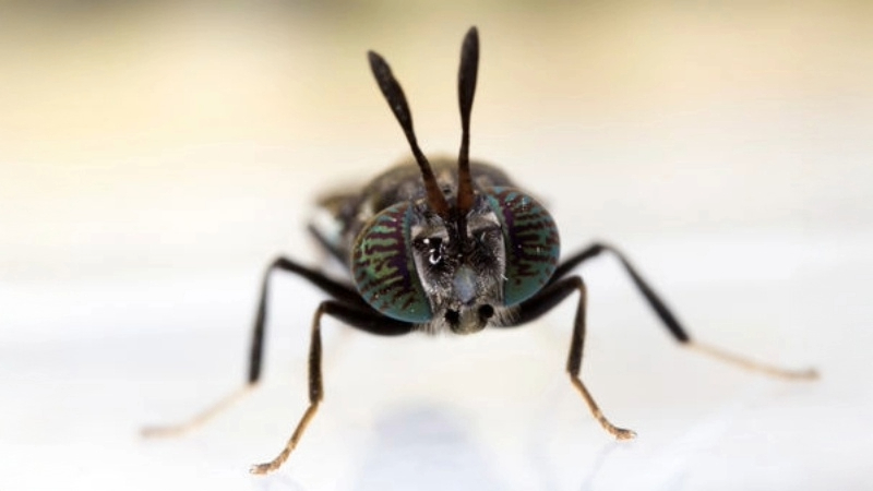 Introduction to Veterinary Entomology 2.0 | Professional and Continuing ...